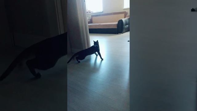 Кот Мурз дрифтит в повороте