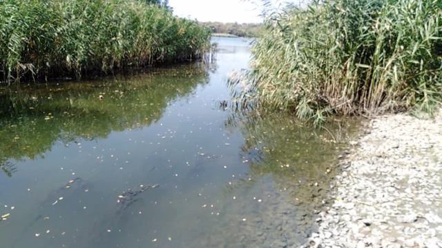 Успешная летняя рыбалка в заливе реки Дон, ловля окуня на виброхвост со спиннингом