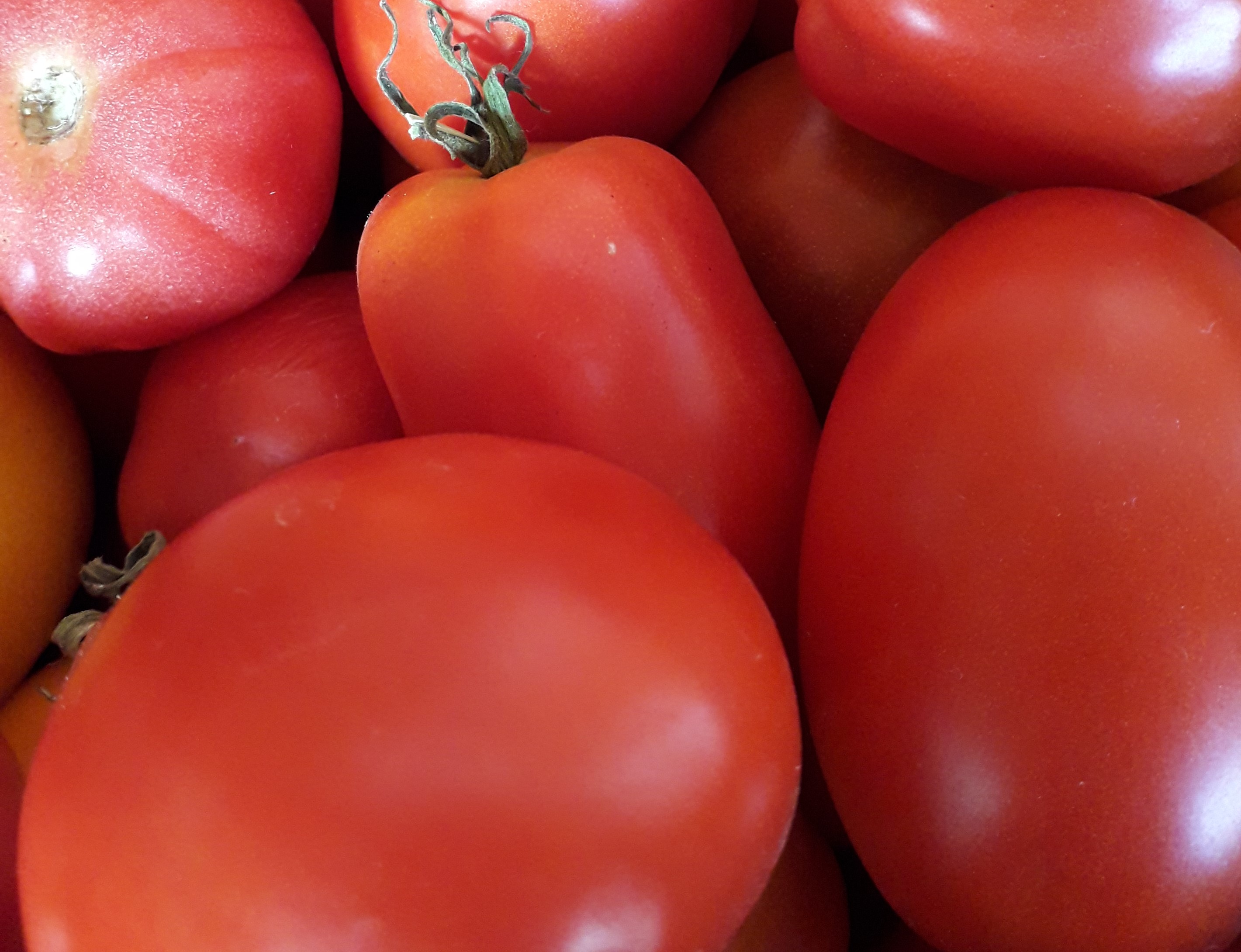 Самый лучший сорт томата.