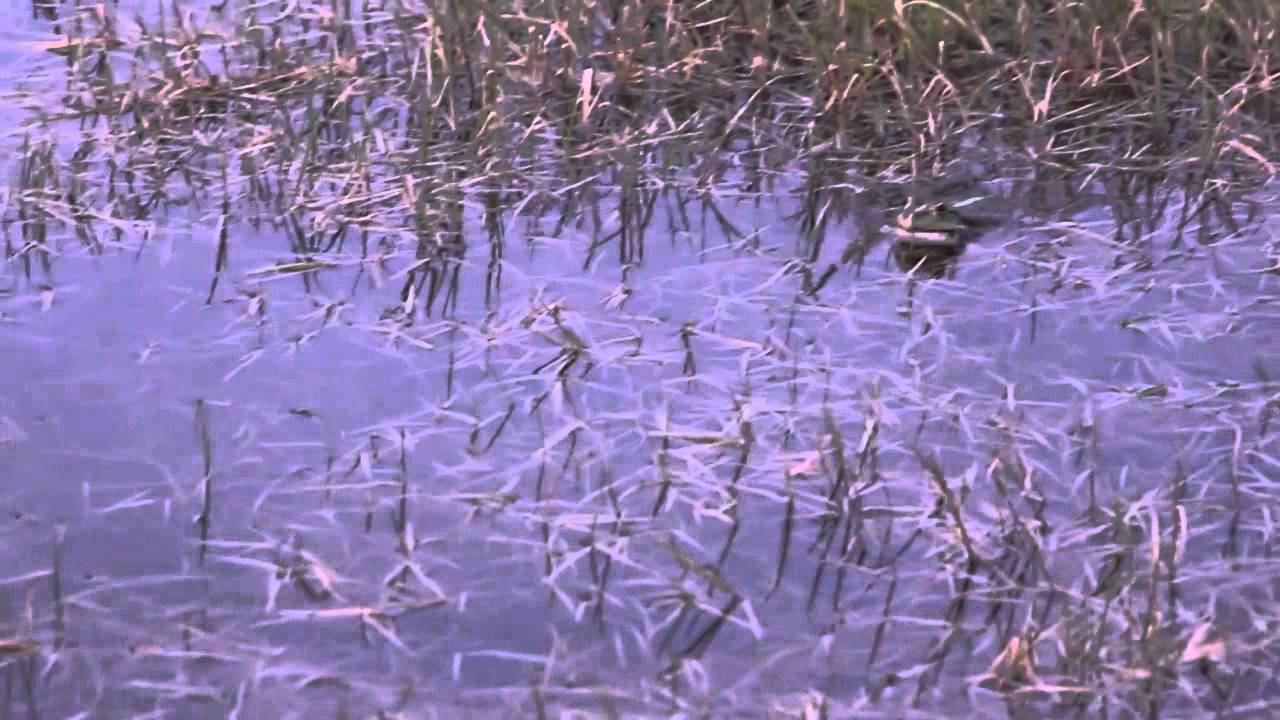 Душевный разговор с лягушкой)))