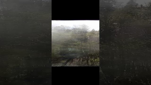 вид по пути следования по Бологое-Полоцкой железной дороги из Бологого