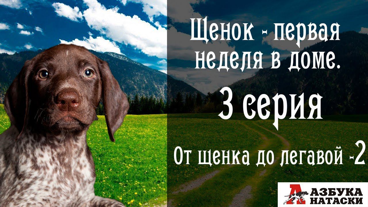 Первая неделя щенка в доме. Выдержка, "Лежать", "Апорт".