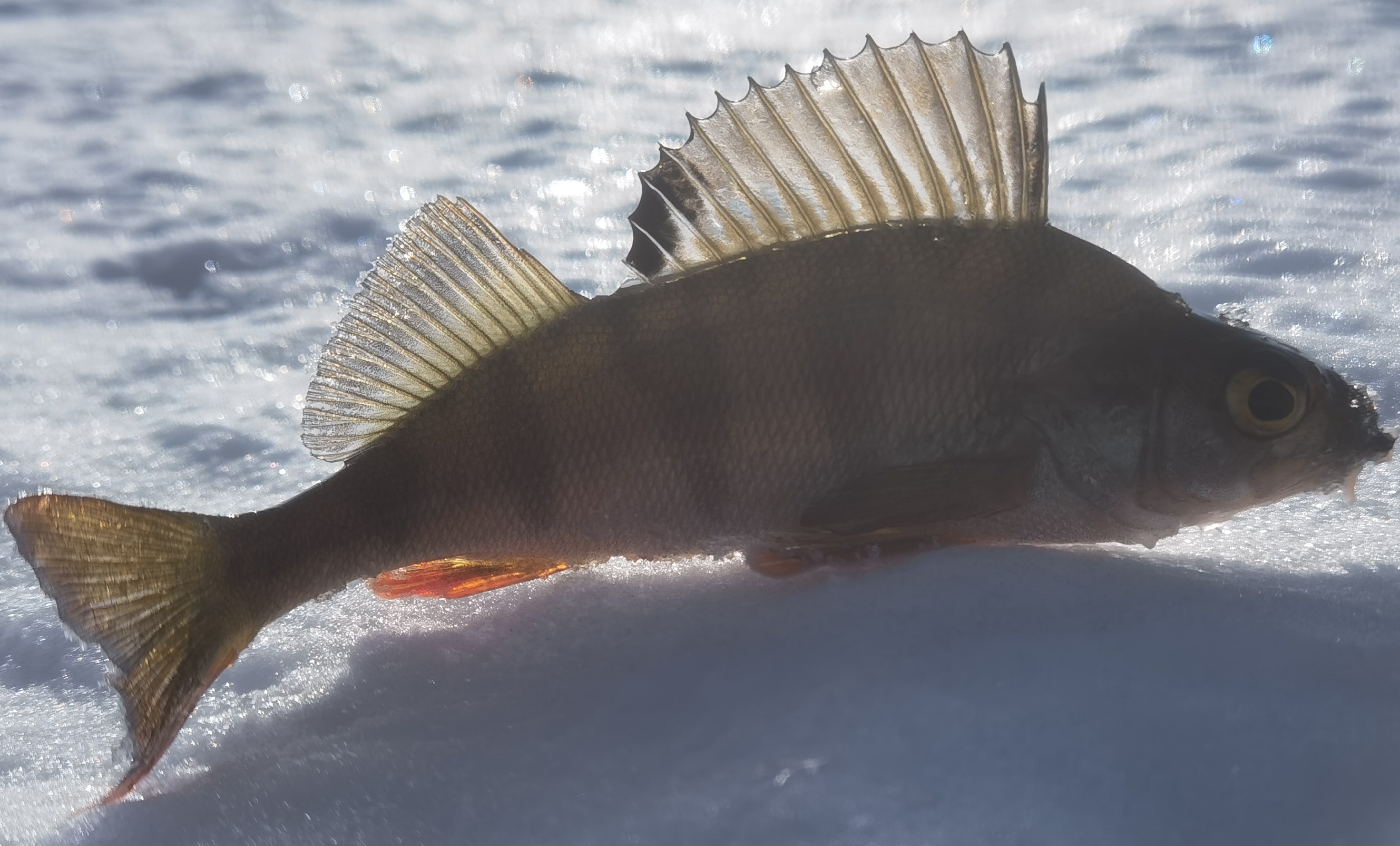 окунь на подледную рыбалку.таежный