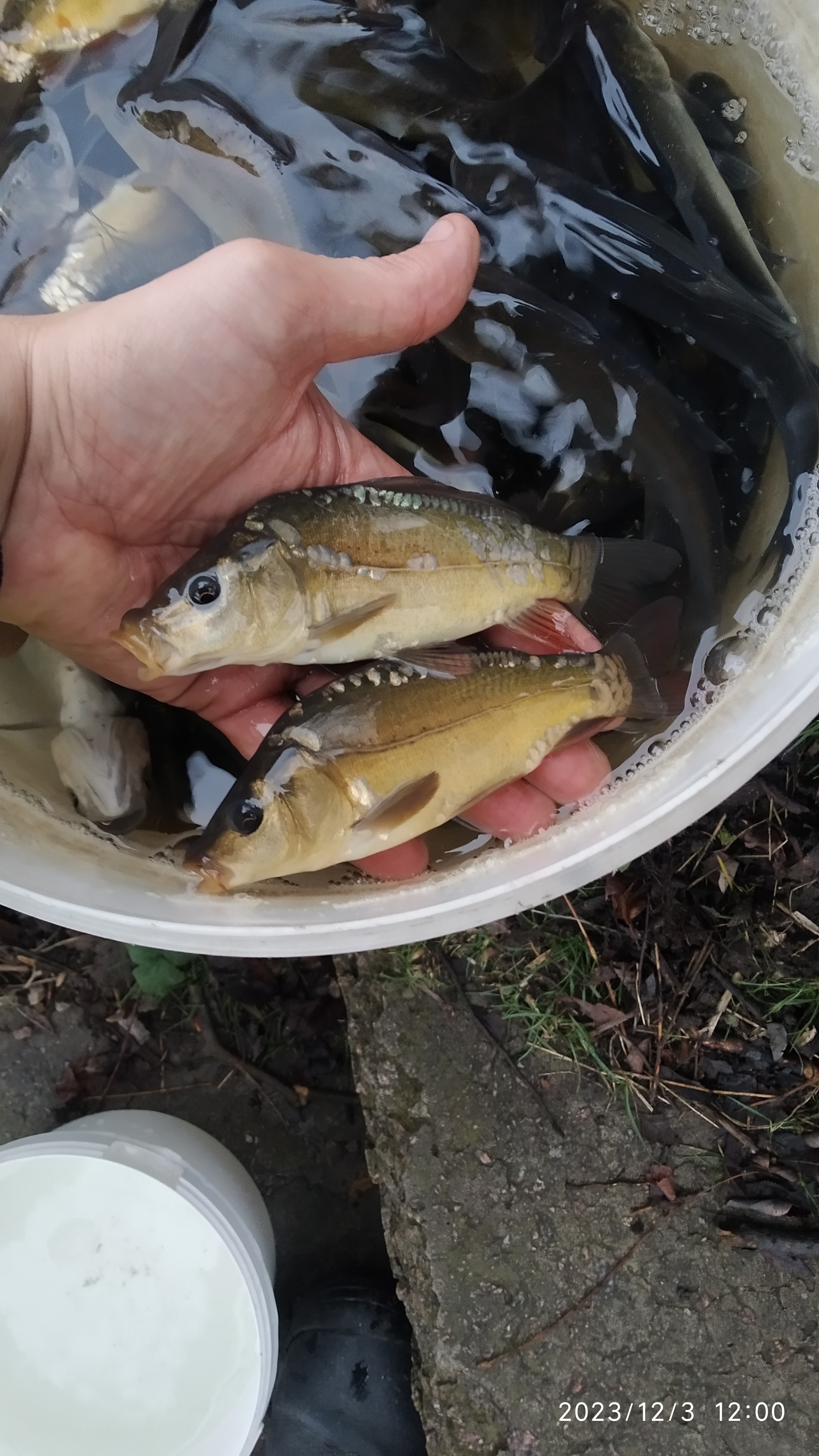 "Переселение душ" - карпик зеркальный (03.12.23)