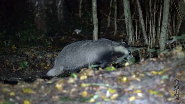 СЕЛФИ С БАРСУКАМИ