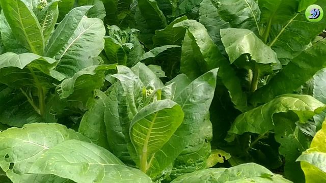 Обзор табака и ломка листа табака.