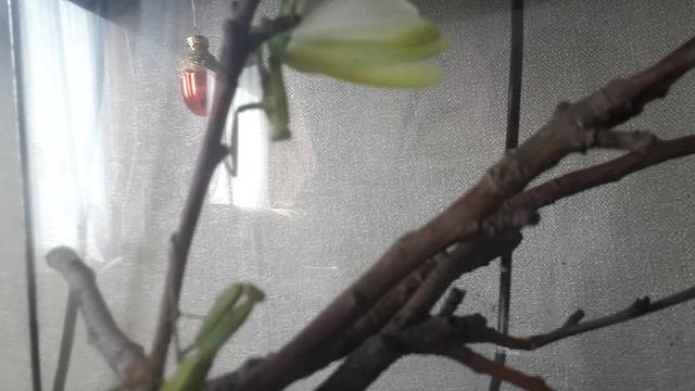 мои богомолы дерутся