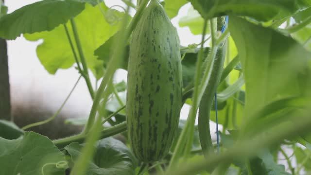 Арбузы и дыни в теплице. Часть 9. (05.07.21)