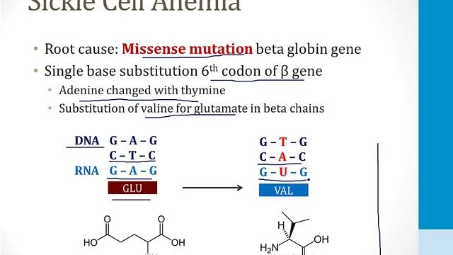 Клеточная биология USMLE - 1. Молекулярная биология - 2.Мутации ДНК