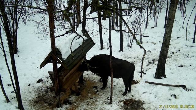 зубр на кормушке