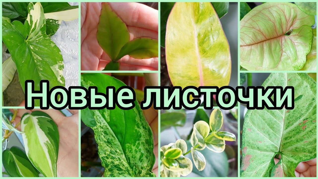 Обход зелёных питомцев?Новые листочки?Сингониумы, филодендроны, суккуленты и другие #цветы #растен