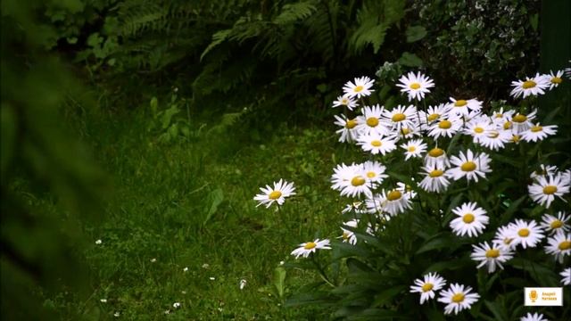 Релакс для сна Умиротворение. Музыка для сна. Фоновая музыка. Дождь _ Relax Music for sleeping. Rain