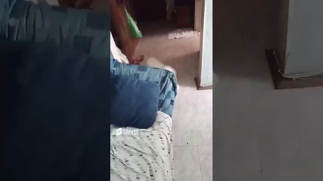 Малыш и диван.