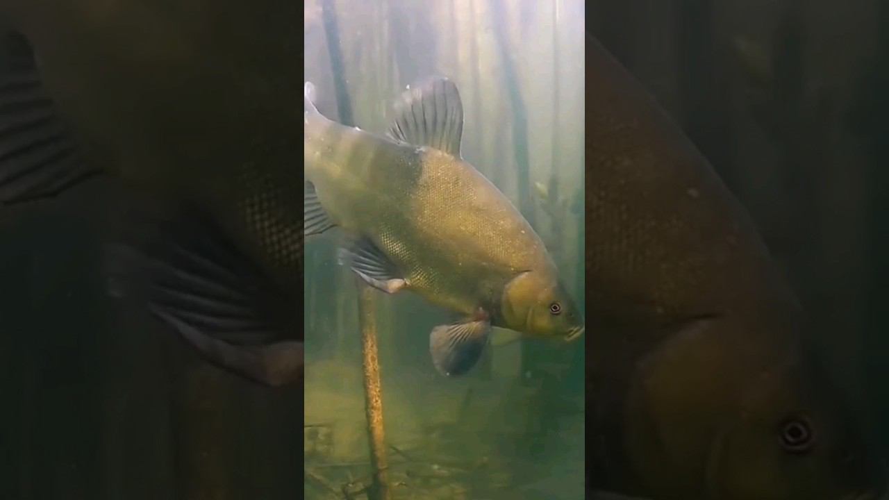 Линь охраняет территорию #рыбалка #линь #рекомендации #фидер #подводнаяохота