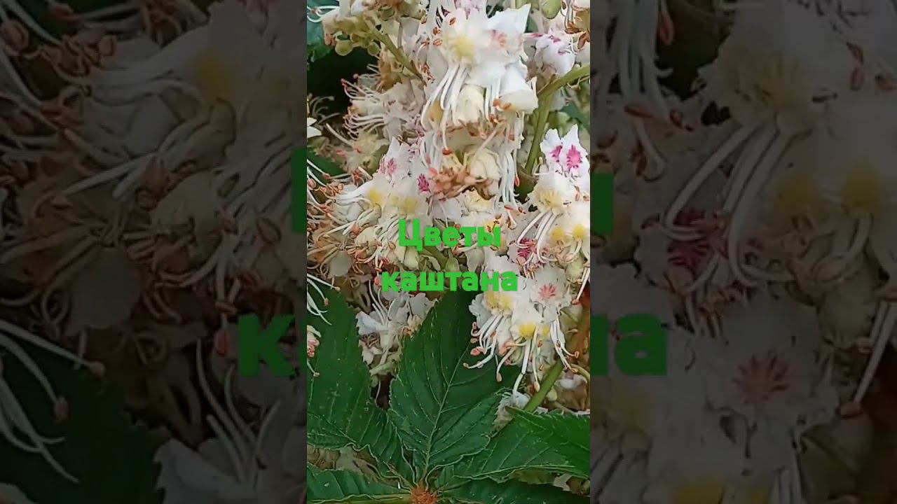 Цветы каштана. Апрельский сбор. #народныетрадиции #травы #традиции #сбортрав #каштан