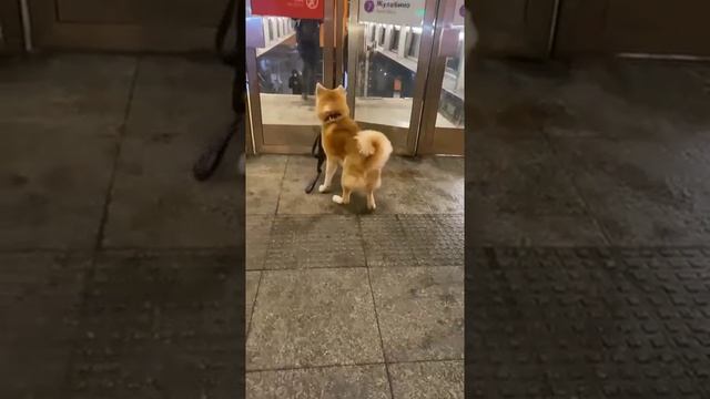 Вот она, настоящая любовь! Пёсель встречает хозяина.mp4