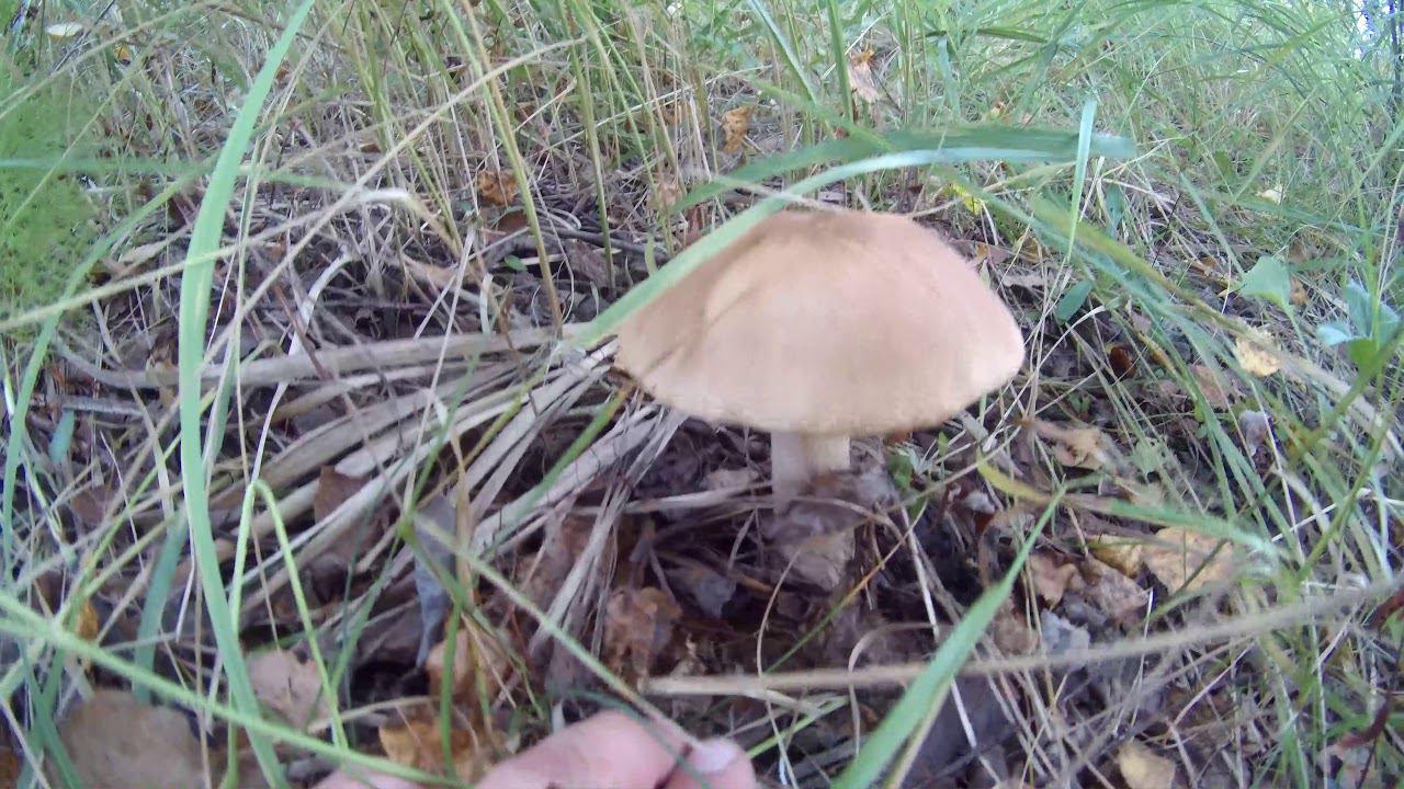 В поисках грибов. Подберёзовики