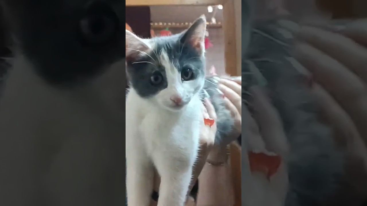 Муха летает #кошки #кошка #котёнок #котенок #котики