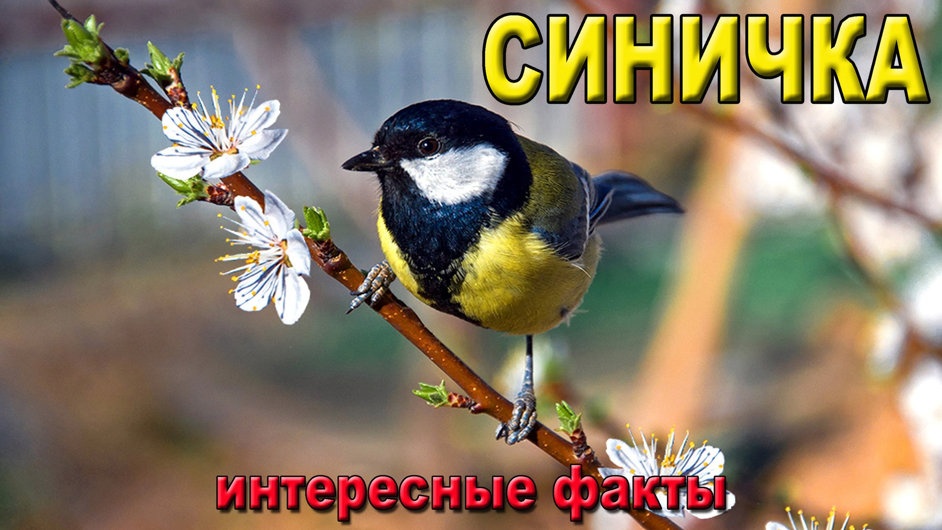 Синичка, интересные факты.