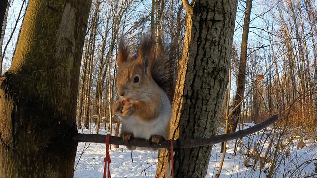 Санкт-Петербург 2 Белки Южно-Приморский парк