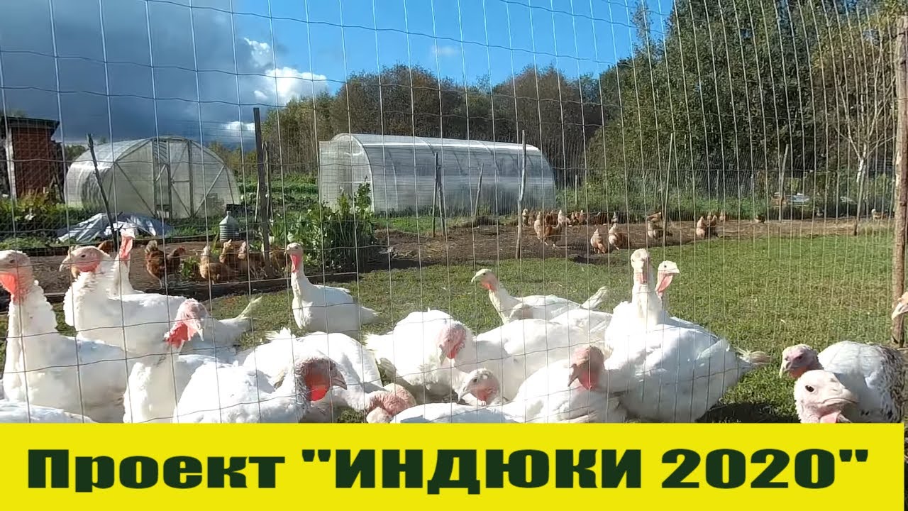 САМОЕ ТРУДНОЕ ВРЕМЯ В РАЗВЕДЕНИЕ  ИНДЮКОВ