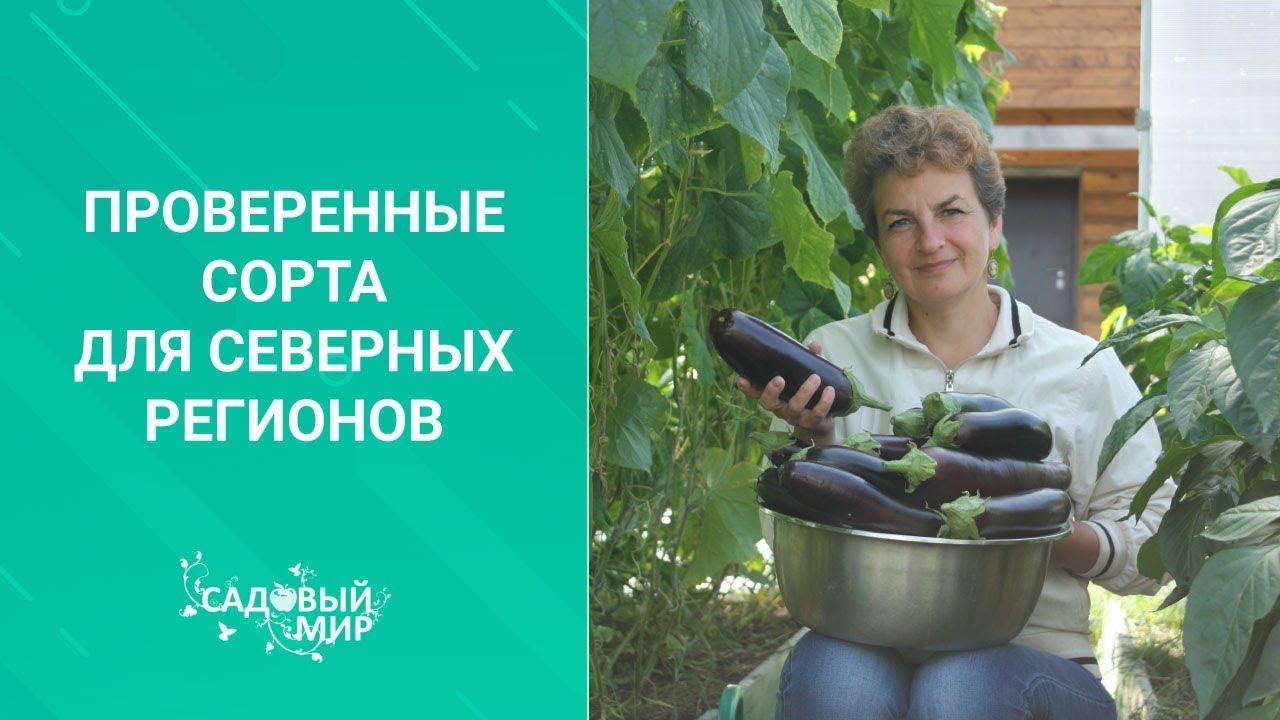 Проверенные сорта томатов и огурцов для северных регионов