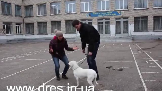 Дворняжка или породистый пёс - кого выбрать