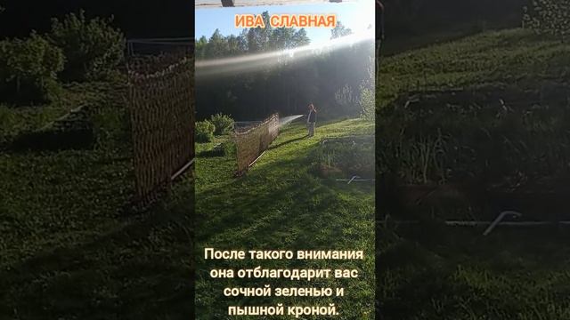 Вечерние процедуры (22.05.2024)