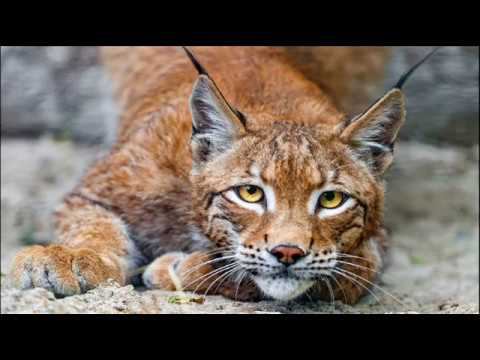 Игорь Корнелюк    Любовь выскочила… как убийца в переулке