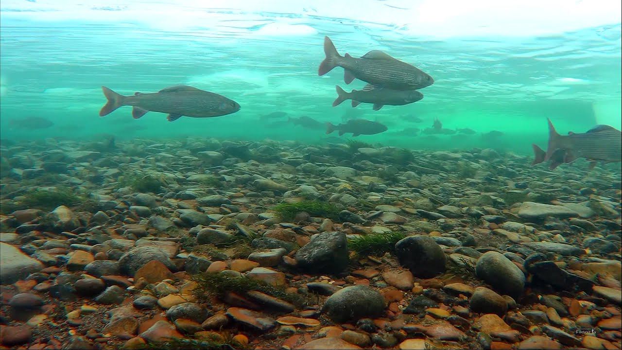 Хариус перед нерестом
