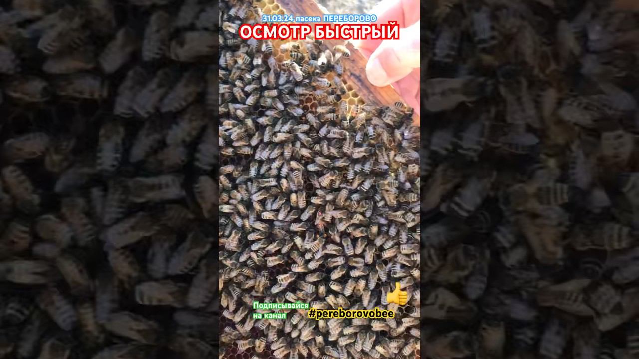 БЫСТРЫЙ ОСМОТР! | ПЧЕЛОВОДСТВО #pereborovobee #пчеловодство #пасека #матковод #воск #улей #пчеловод