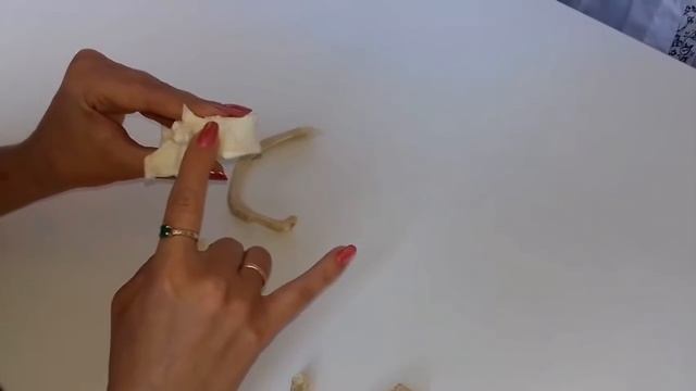 ПОЗВОНКИ, их строение