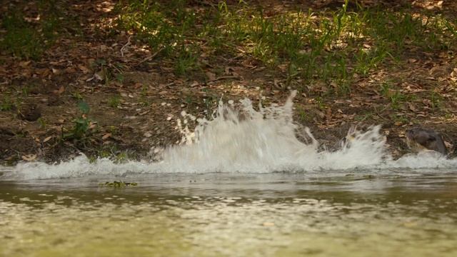 Великаны планеты 3 серия «Гигантская выдра» (документальный сериал, 2023)