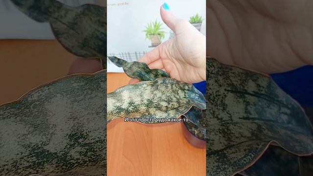 Как перезимовала #Сансевиерия Кирки Стар Каньон Гранит? #тещинязык #цветы #растения #shorts