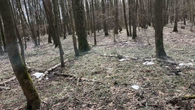 Офигеть, мы все же добрались туда. Коп монет в лесу.