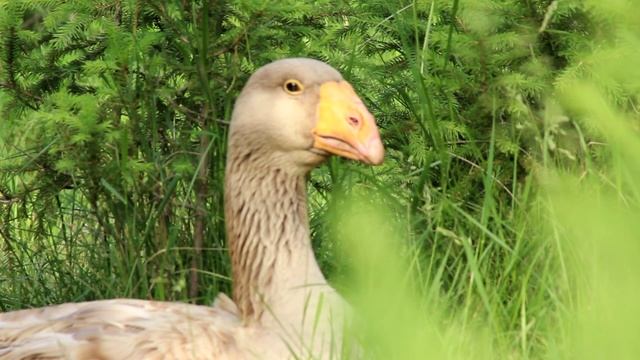 Гусь тульский бойцовый.