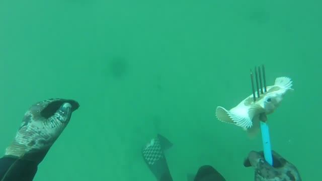 за камбалой в апреле, самоизоляция под водой