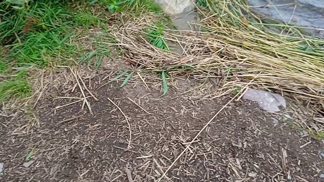 Карелия 2024, Мантинсаари - 1