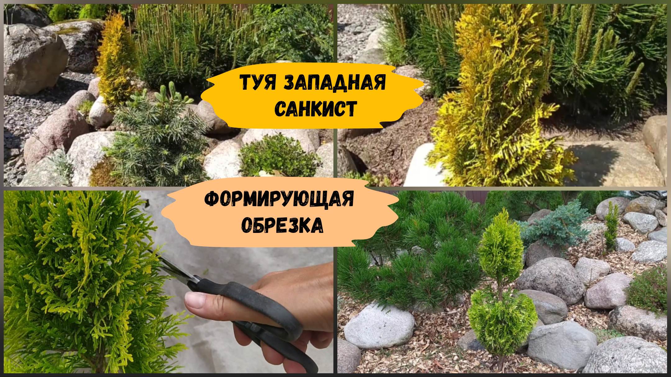 Туя западная Санкист. Формирующая обрезка.