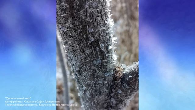 Сборник работ участников конкурса фотографического искусства «Молодой фотограф года»  (Часть 1) 2021