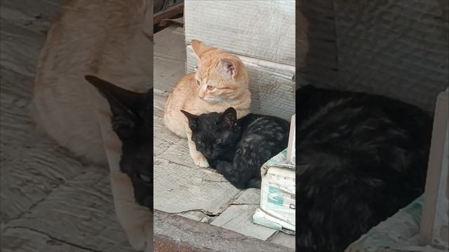 кошки