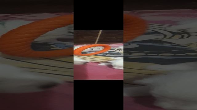 первые игры.
Щенки самоеда