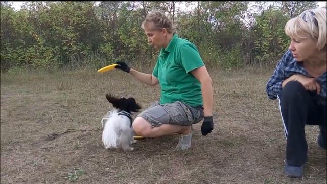 папильон Алиса и фризби).mp4