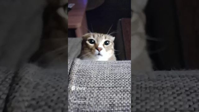 Кот Масиус и лабрадор Акира.