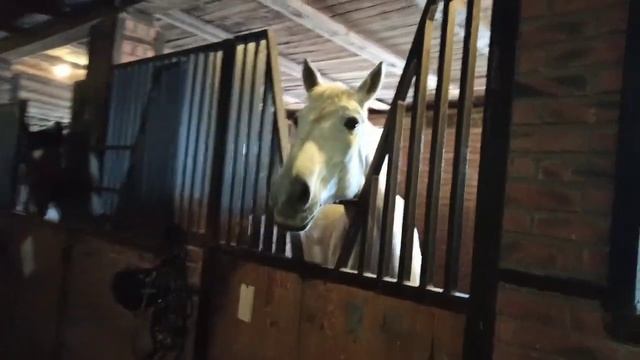 Кормление коняшек в конюшне конного клуба _Арагон_.mp4