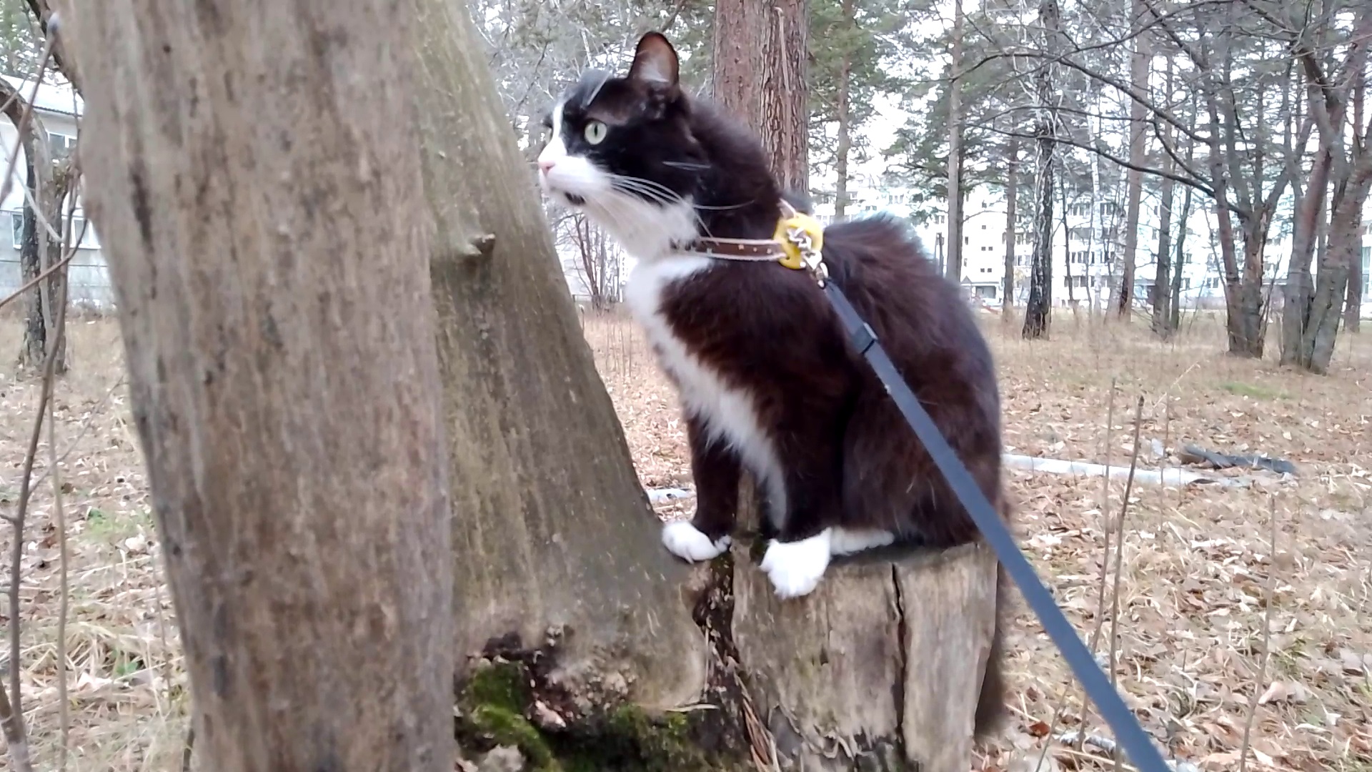 Кто дома? - НИКОГО!.mp4