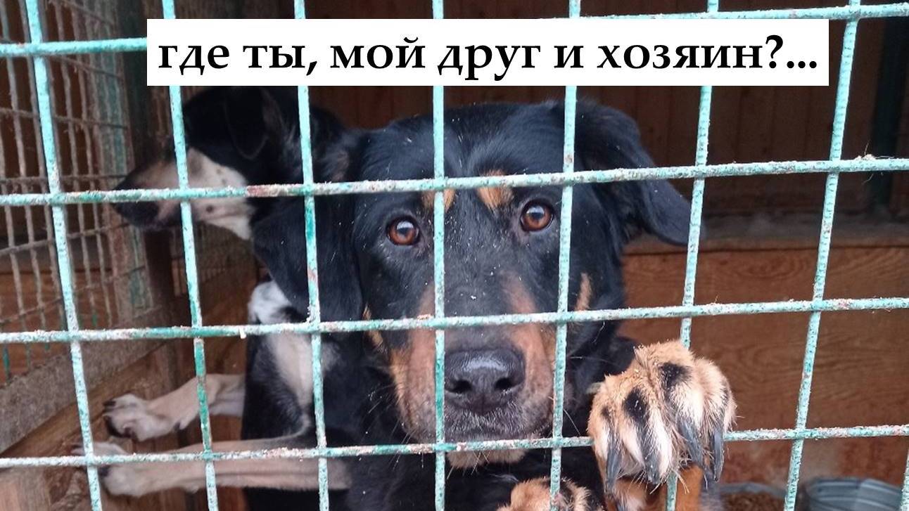 Где ты, мой друг и хозяин ?...