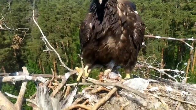 Птенцы орлана-белохвоста Haliaeetus albicilla - 1