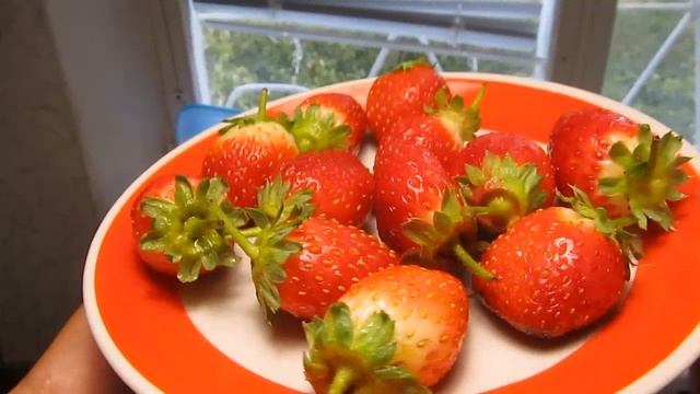 Осенняя клубничка в Крыму.mp4