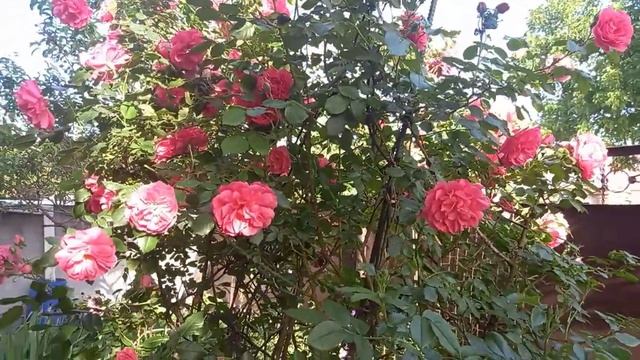 Цветут розы. Всем доброго утра! Мира и добра!